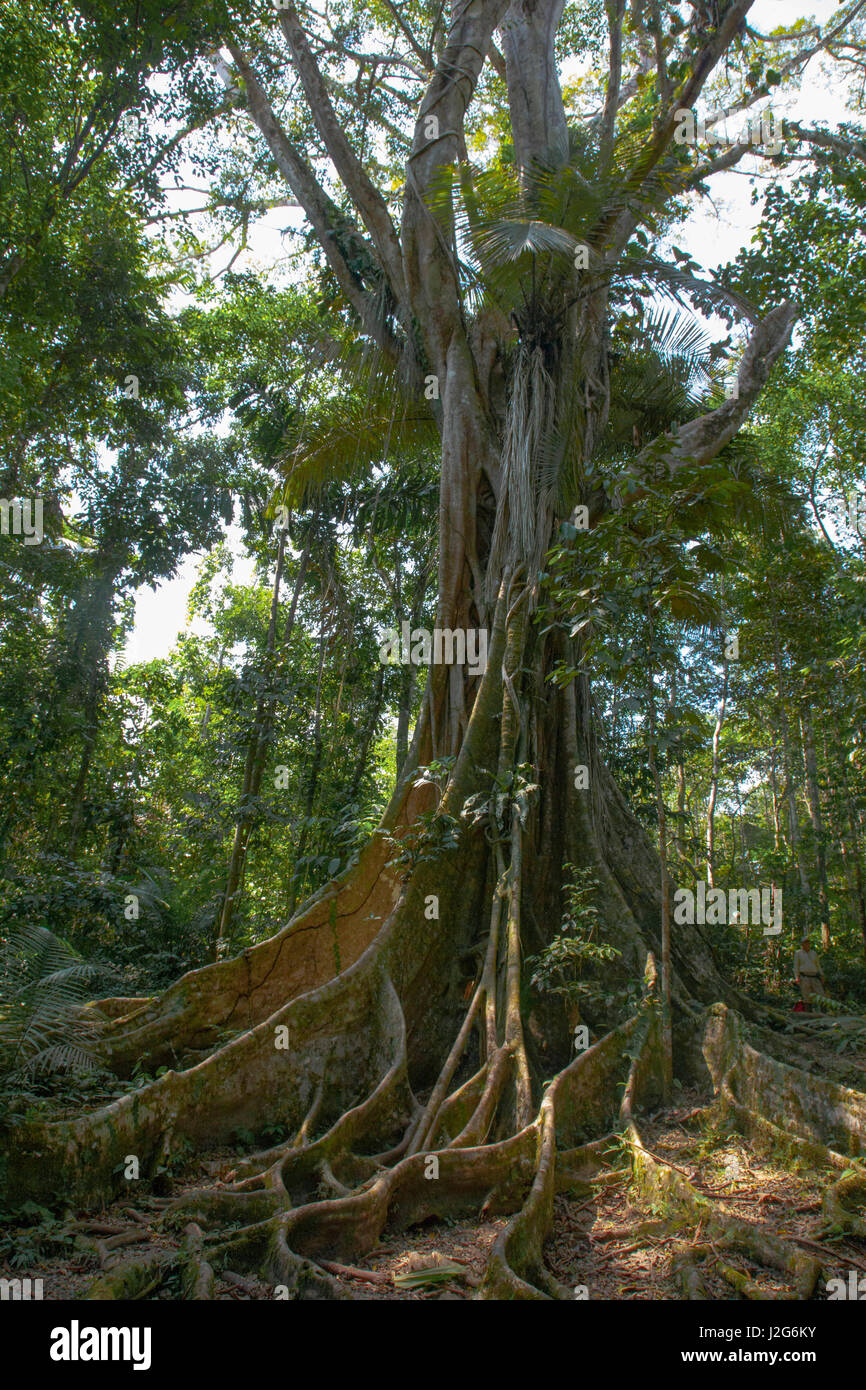 Root systems often grow above ground in the Amazon due to poor soil ...