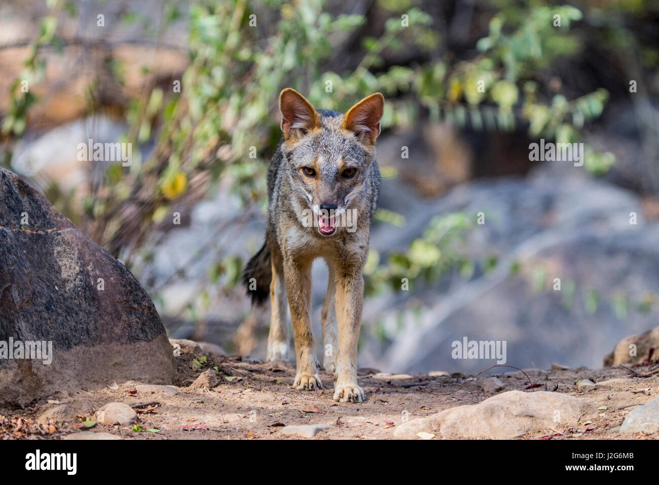 Chaparri ecological reserve hi-res stock photography and images - Alamy