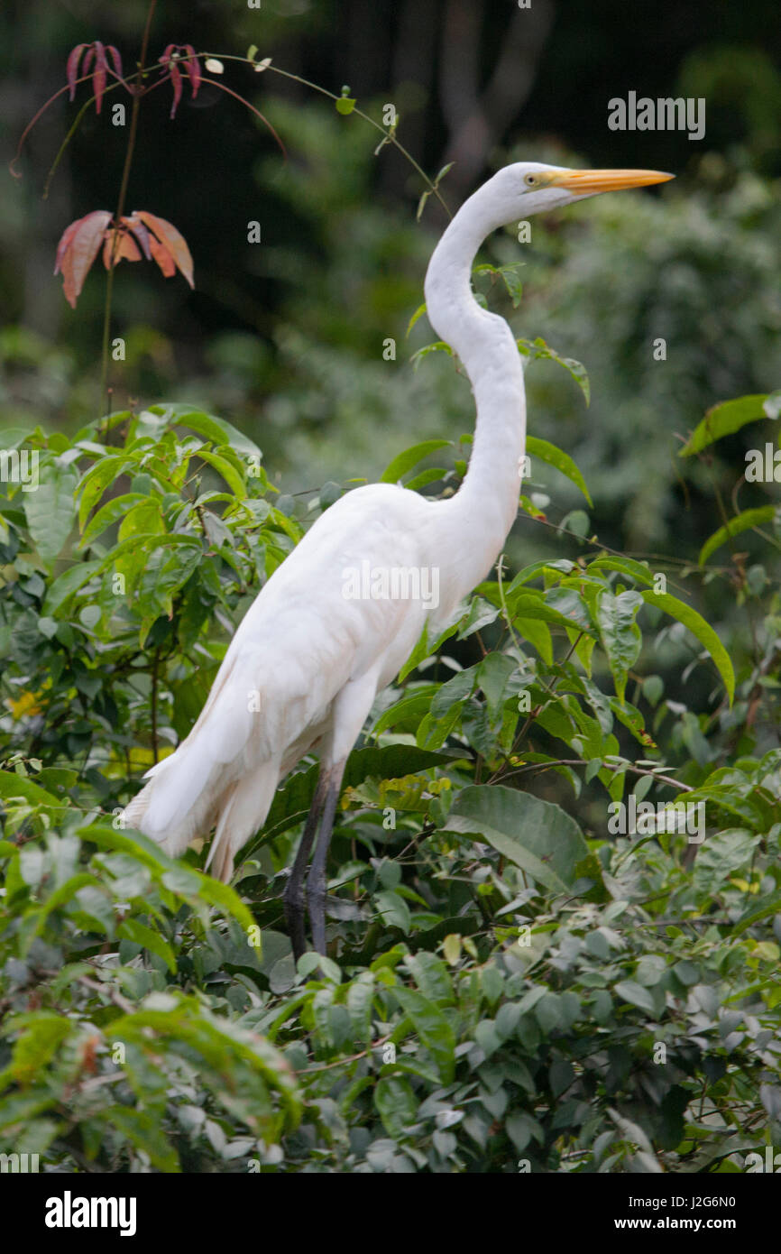 Largest of family hi-res stock photography and images - Alamy