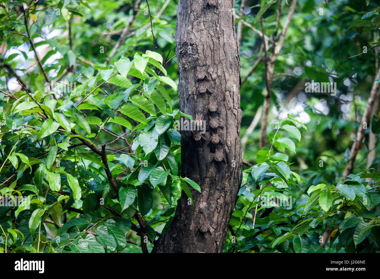 Found in the jungles of the Peruvian amazon, the long-nosed bat roost ...