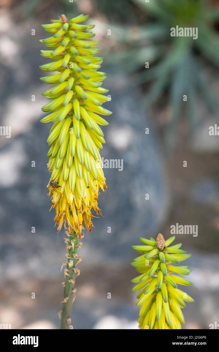 This aloe Vera plant grows in the equatorial dry forest of northern ...