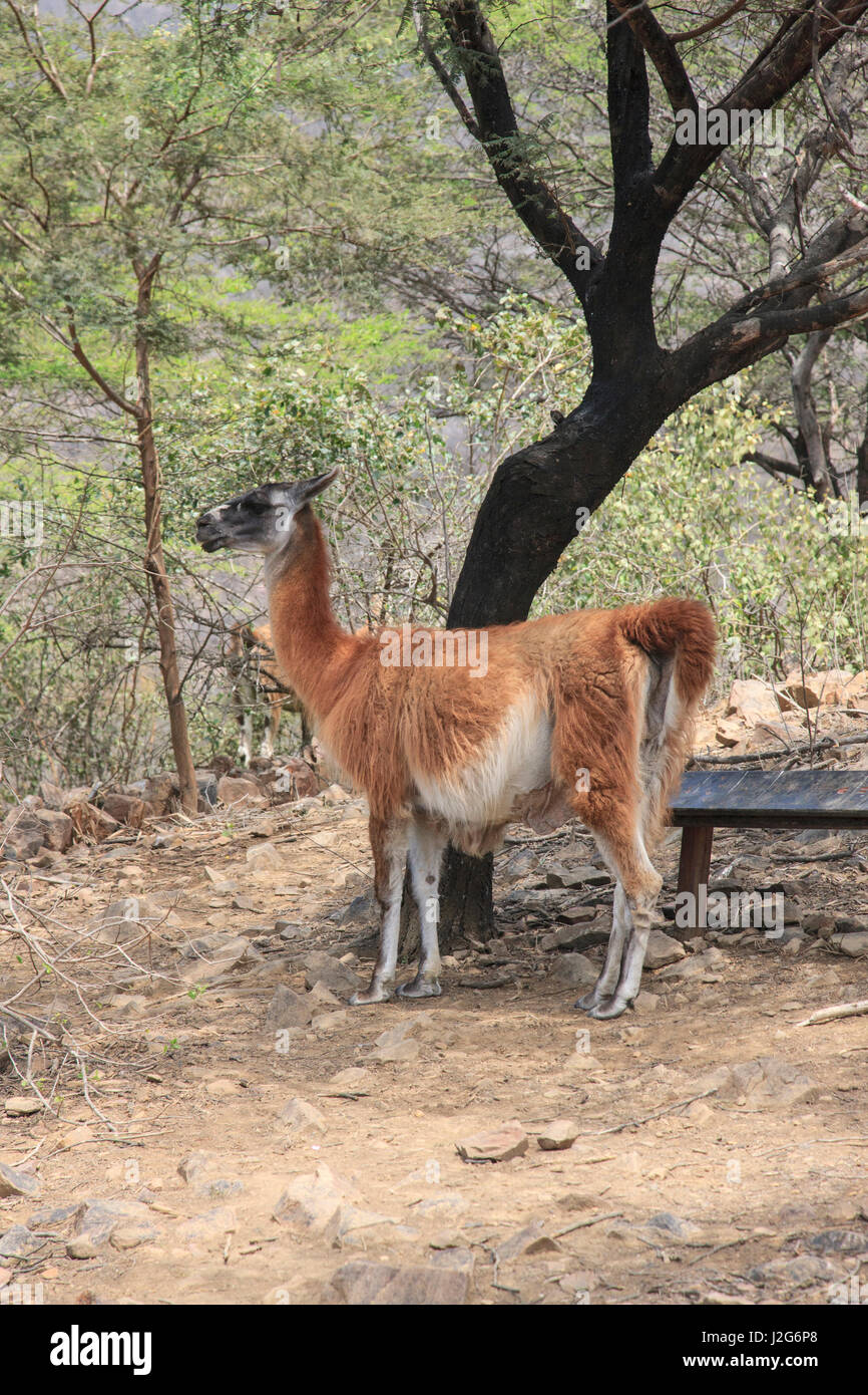 Chaparri ecological reserve hi-res stock photography and images - Alamy