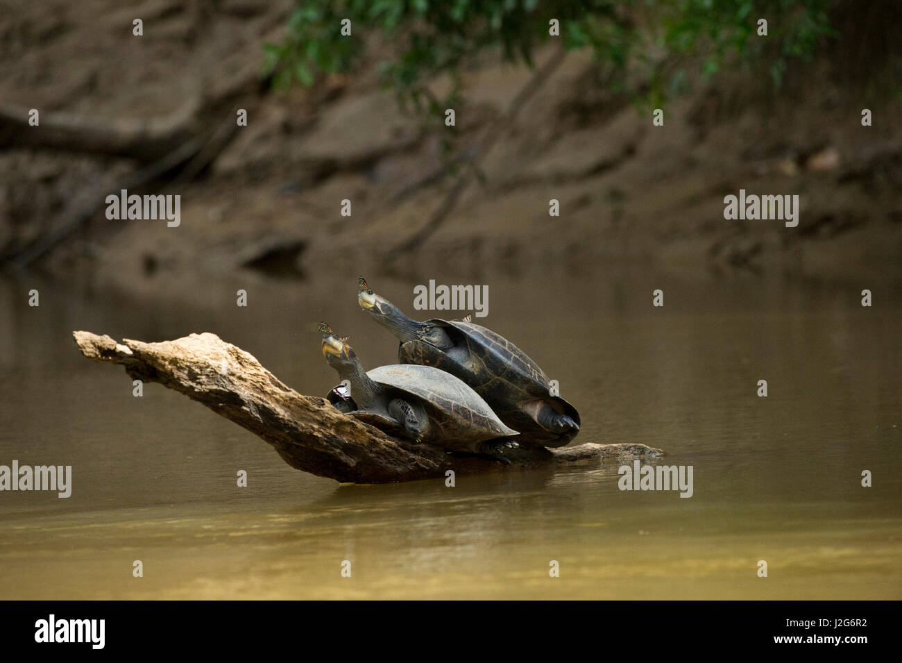 Yellow-spotted River Turtle (Podocnemis unifilis) and Butterflies ...
