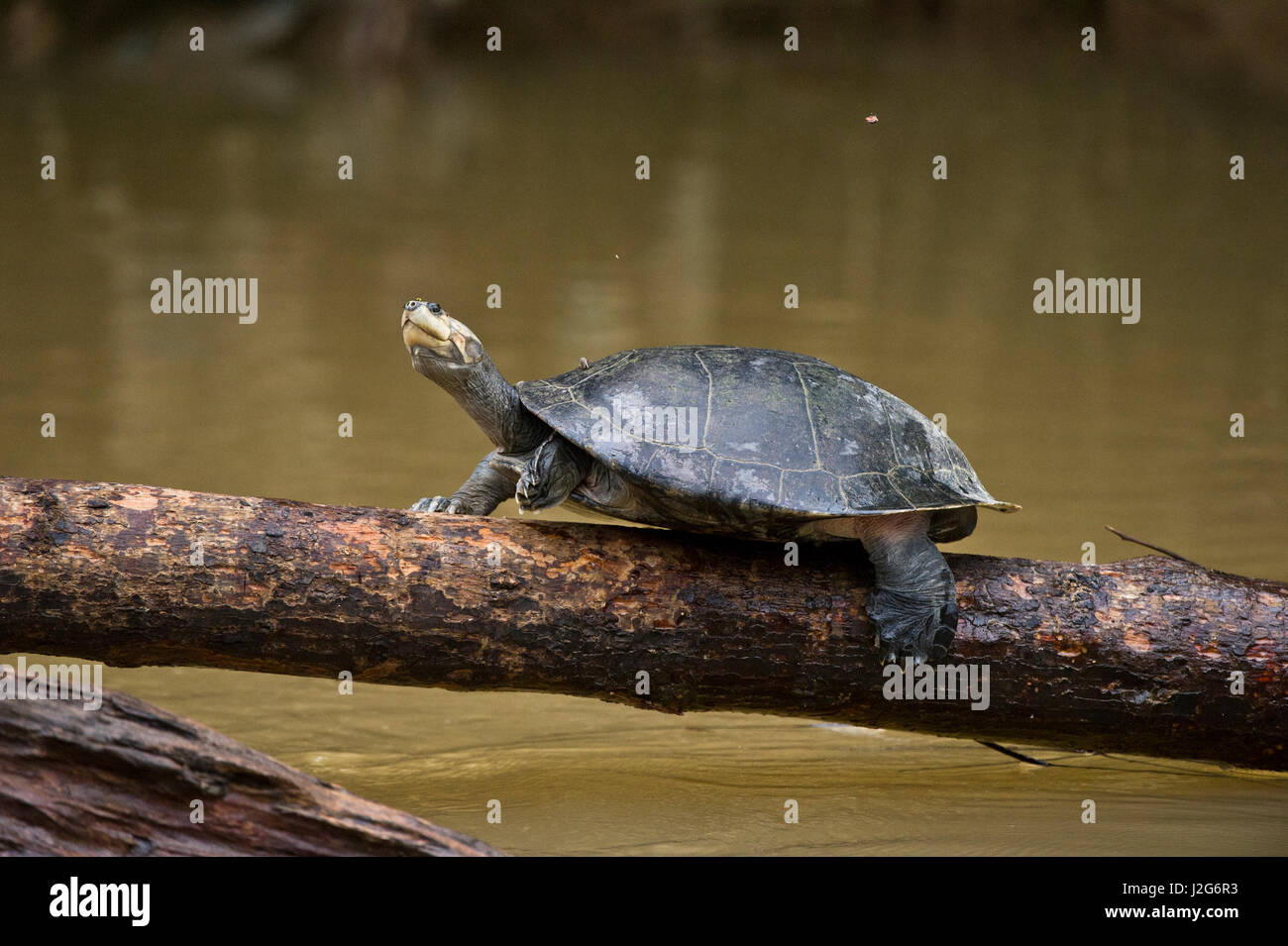 Yellow-spotted River Turtle (Podocnemis unifilis), Yasuni National Park ...