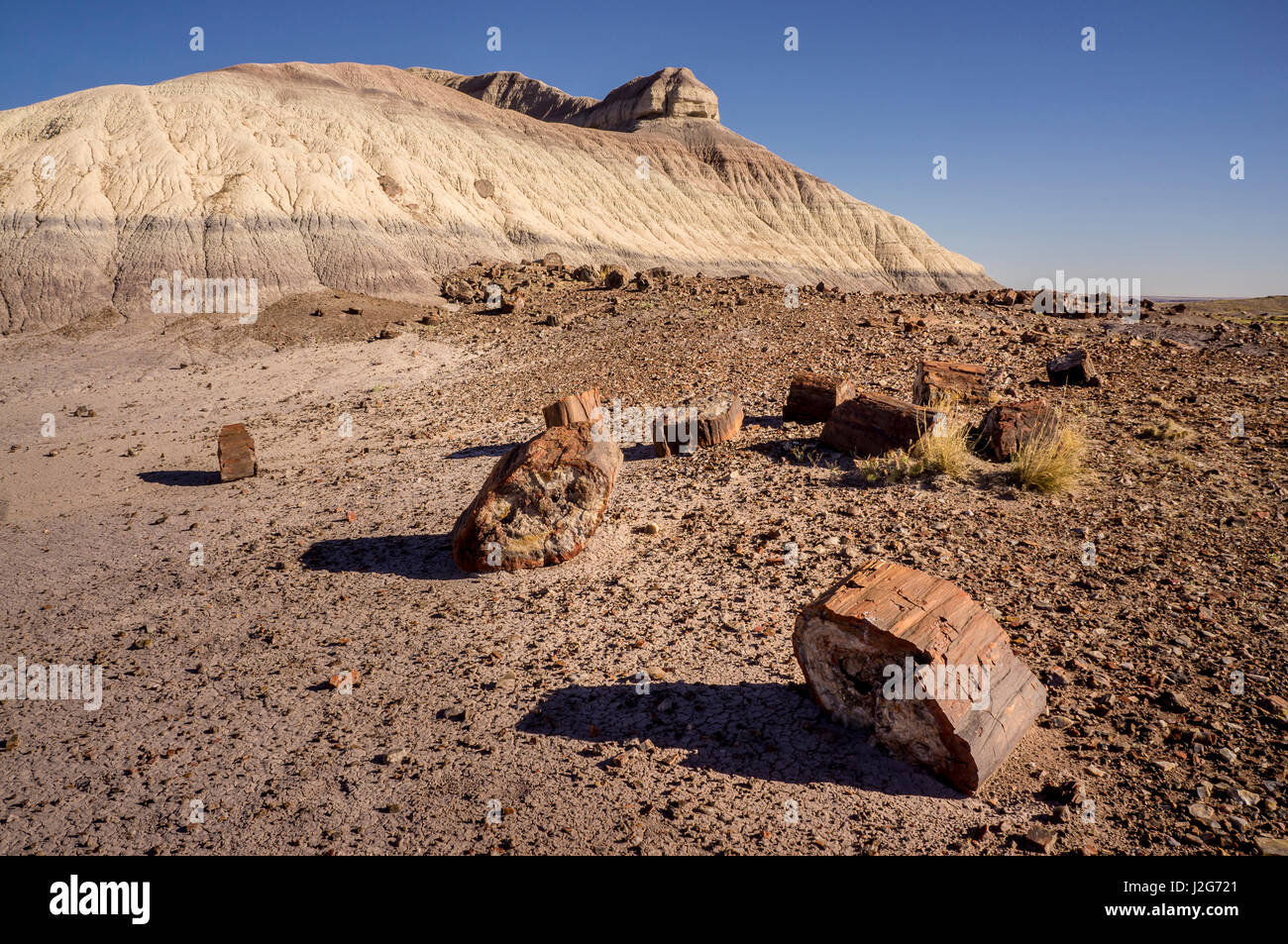 Petrified wood, Crystal Forest area, Petrified Forest National Park ...