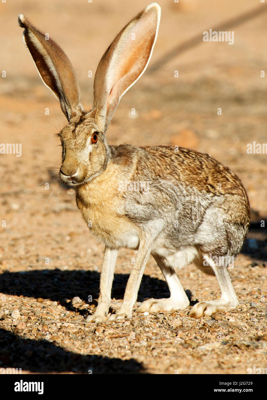 An antelope jackrabbit (Lepus alleni) alert for danger Stock Photo - Alamy