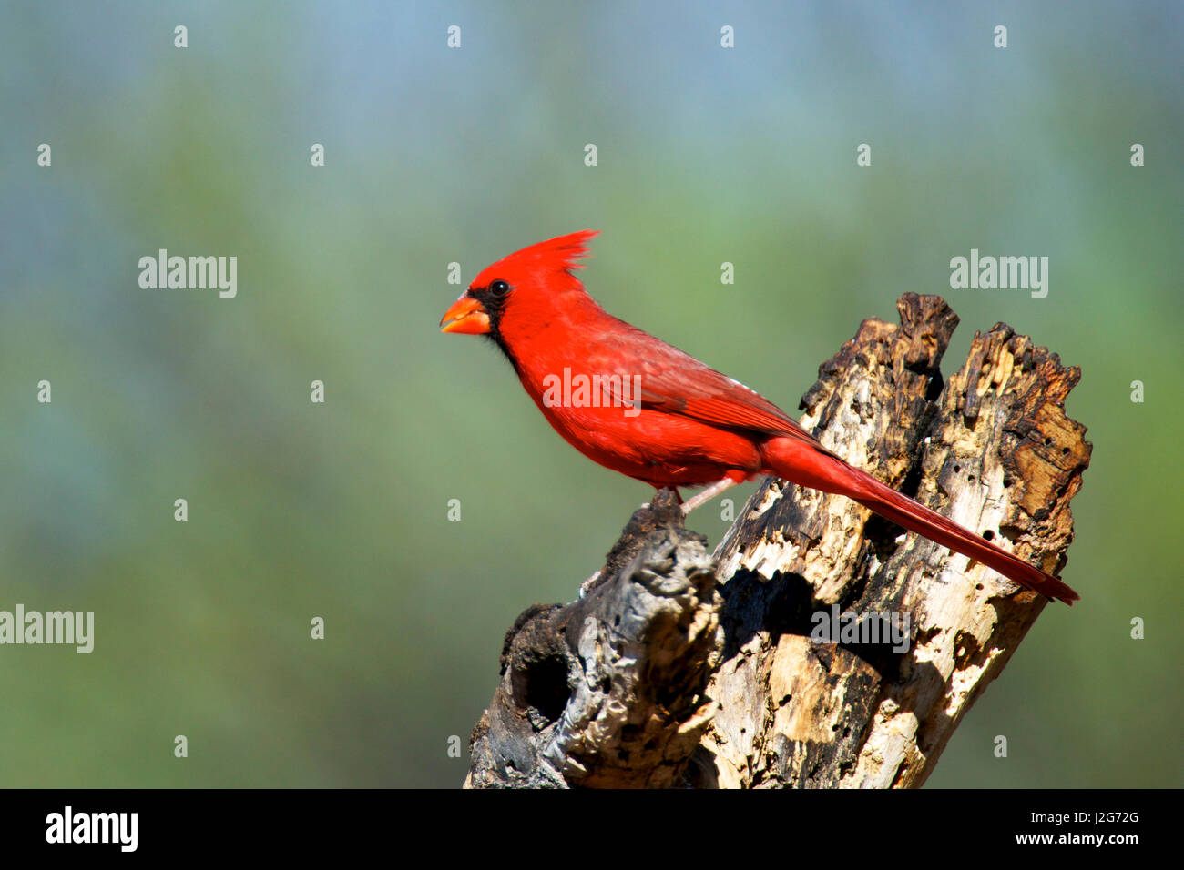 Northern Cardinals (Cardinalis cardinalis) in the family Cardinalidae ...