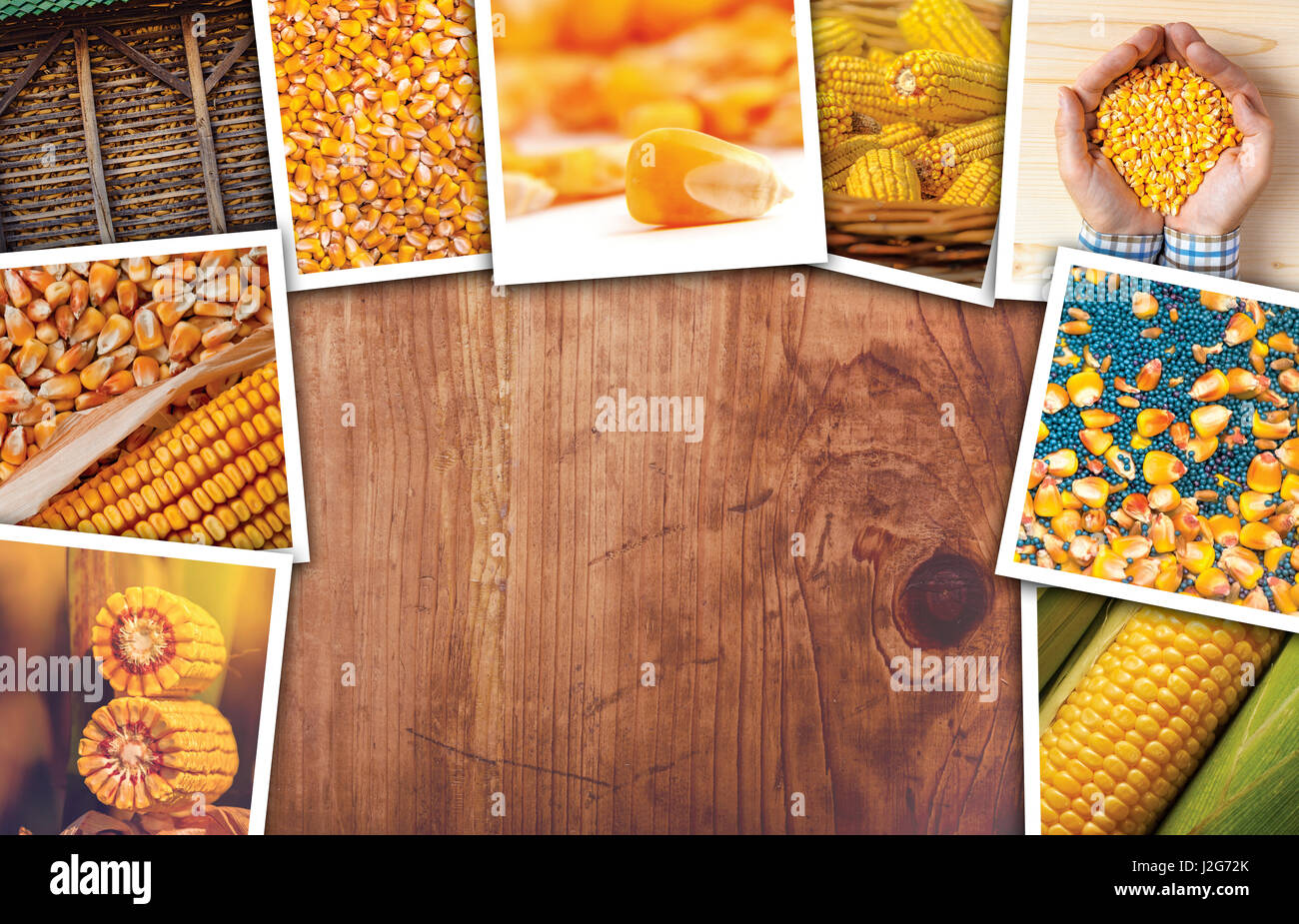 Corn in agriculture, photo collage with copy space Stock Photo - Alamy