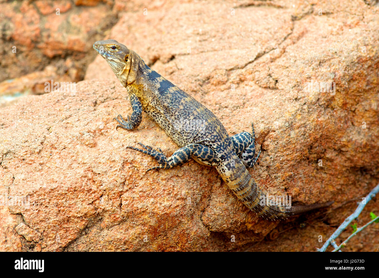 Spiny-tailed iguana (Ctenosaura macrolopha), a resident of the Sonoran ...