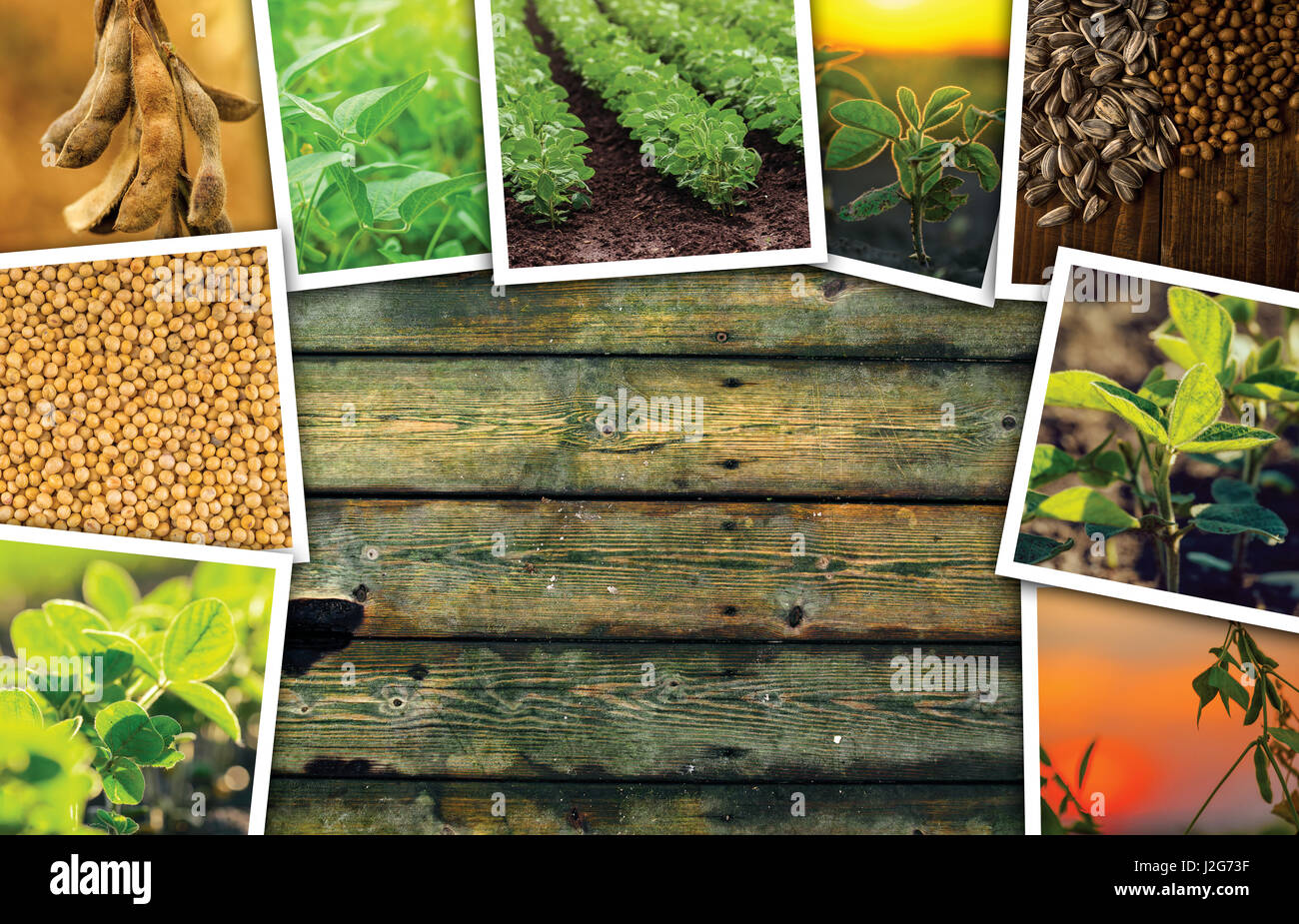 Soybean farming in agriculture photo collage on wooden background as ...