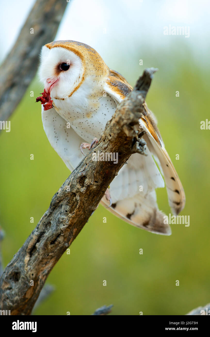 A barn owl (tyto alba) perching. (Large format sizes available Stock ...