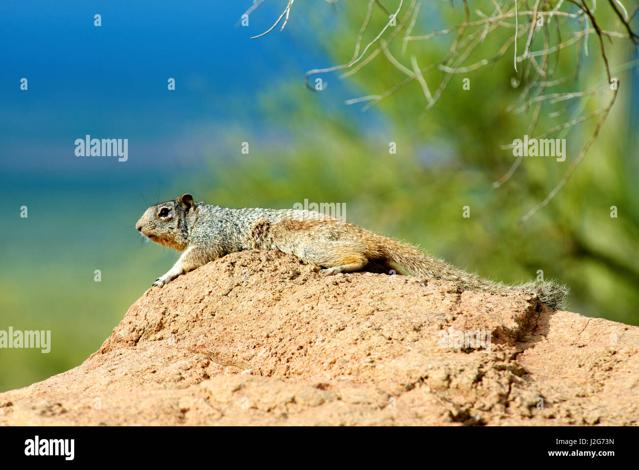 A wounded rock squirrel (Spermophilus variegatus) resting on a dirt ...