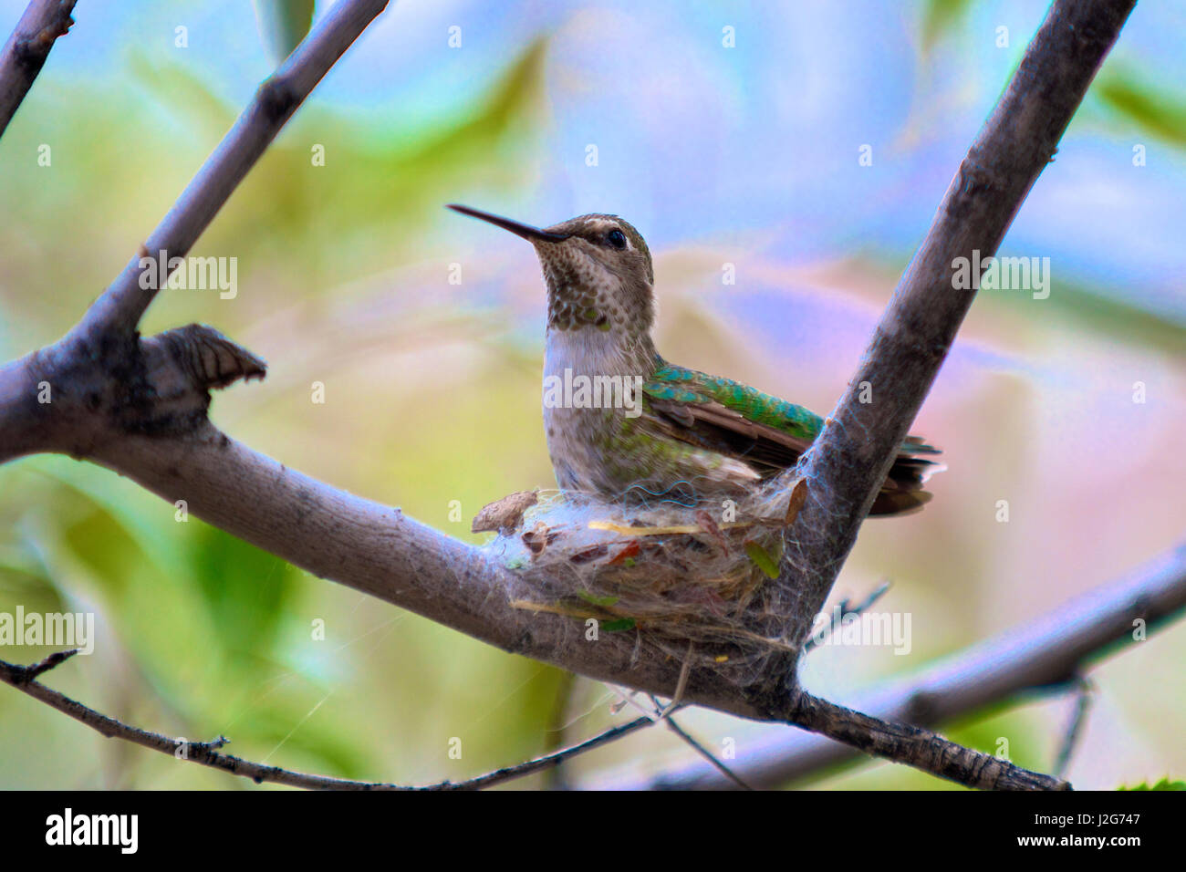 A Ruby-throated Hummingbird (Archilochus colubris), one of the most ...