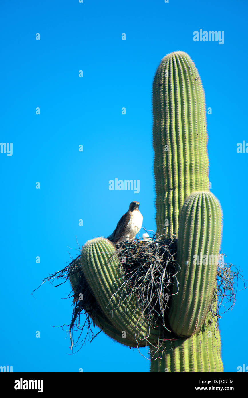 A pale morph red-tailed hawk (Buteo jamaicensis) nests in the arms of a ...