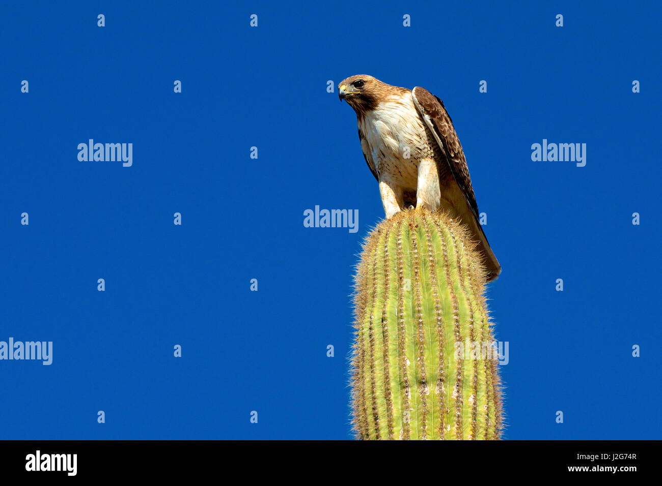 A pale morph red-tailed hawk (Buteo jamaicensis) nests in the arms of a ...