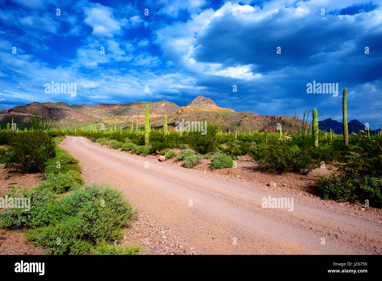 Organ pipe national forest hi-res stock photography and images - Alamy