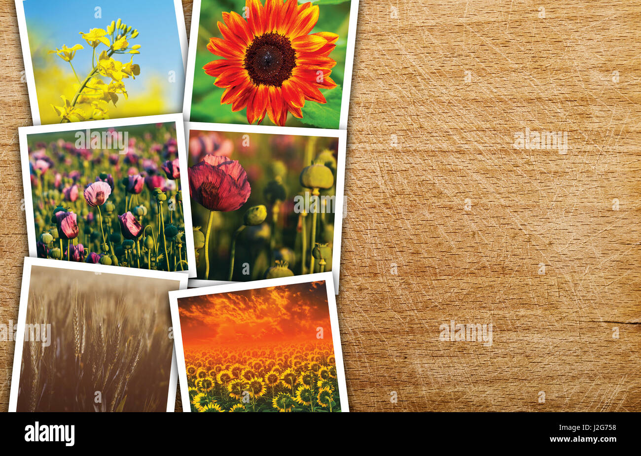 Agricultural crops photo collage on wooden background as copy space ...