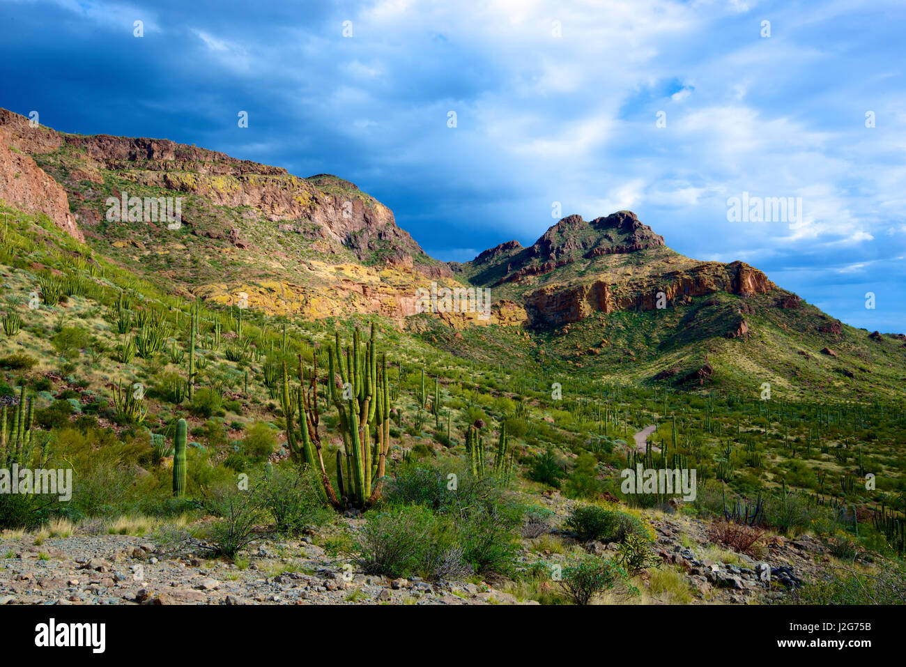 Organ pipe national forest hi-res stock photography and images - Alamy