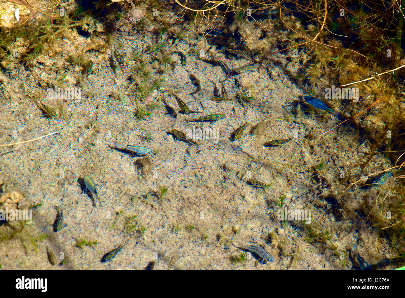 Desert pupfish hi-res stock photography and images - Alamy