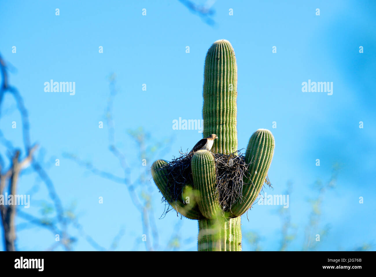 A pale morph red-tailed hawk (Buteo jamaicensis) nests in the arms of a ...