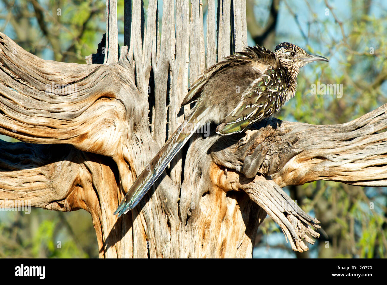 The greater roadrunner (Geococcyx californianus) is a long-legged bird ...