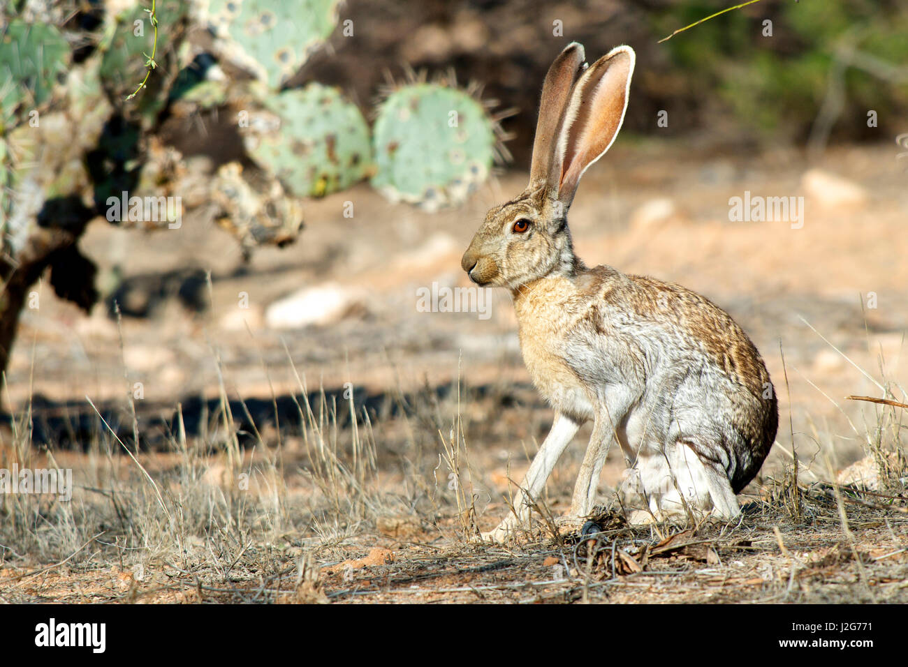 Lepus Alleni Stock Photos & Lepus Alleni Stock Images - Alamy