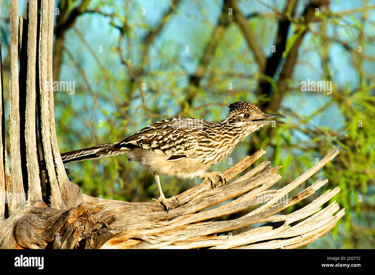The greater roadrunner (Geococcyx californianus) is a long-legged bird ...