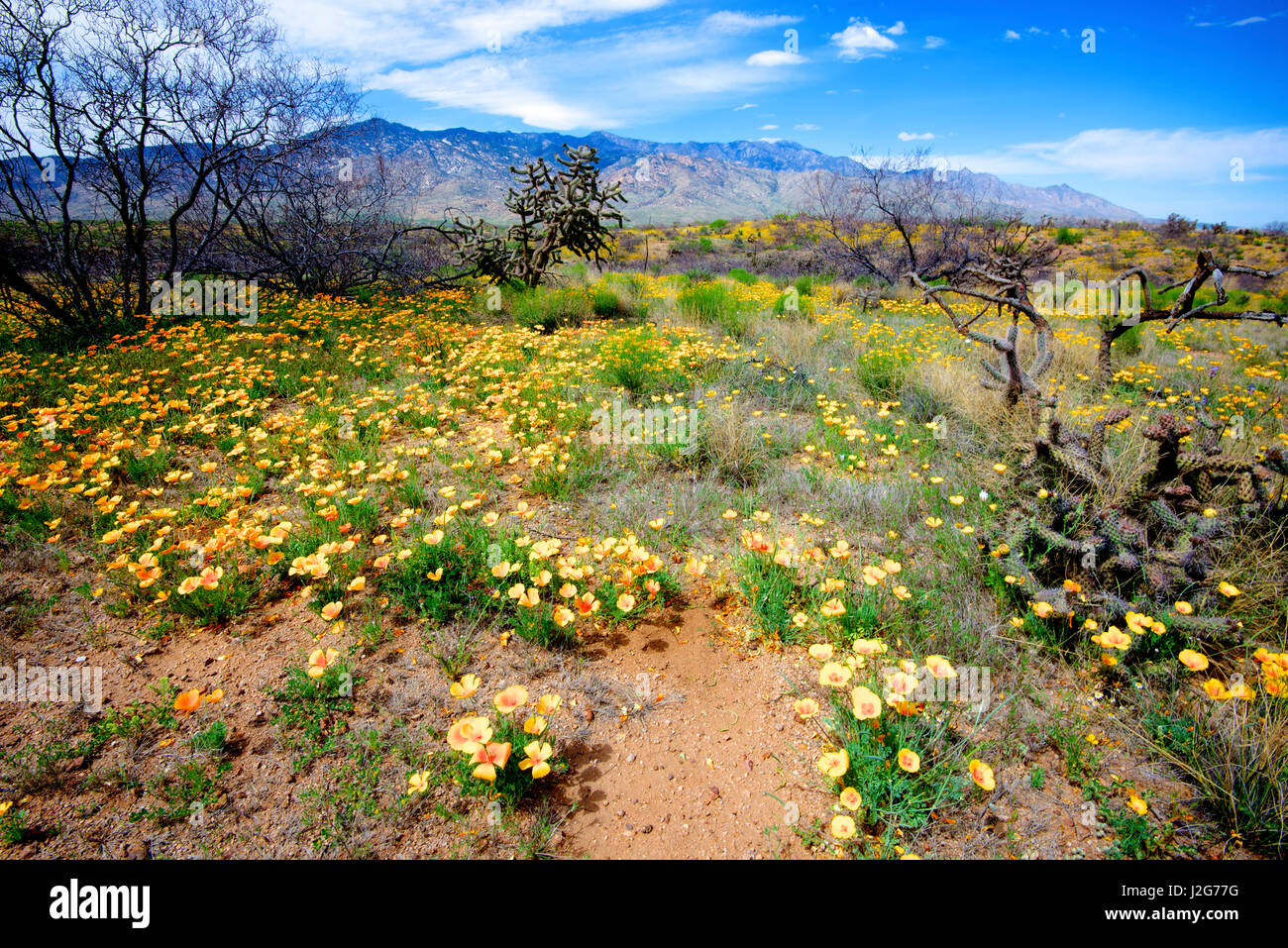 Hwy 191 Arizona: Pinaleno Mountains seen across the desert along ...