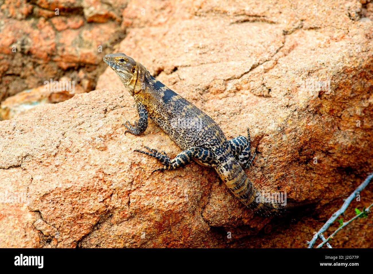 Sonoran desert spiny tailed iguana hi-res stock photography and images ...