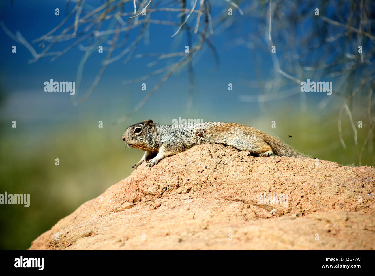 Wounded rock squirrel (Spermophilus variegatus) resting on a dirt mound ...