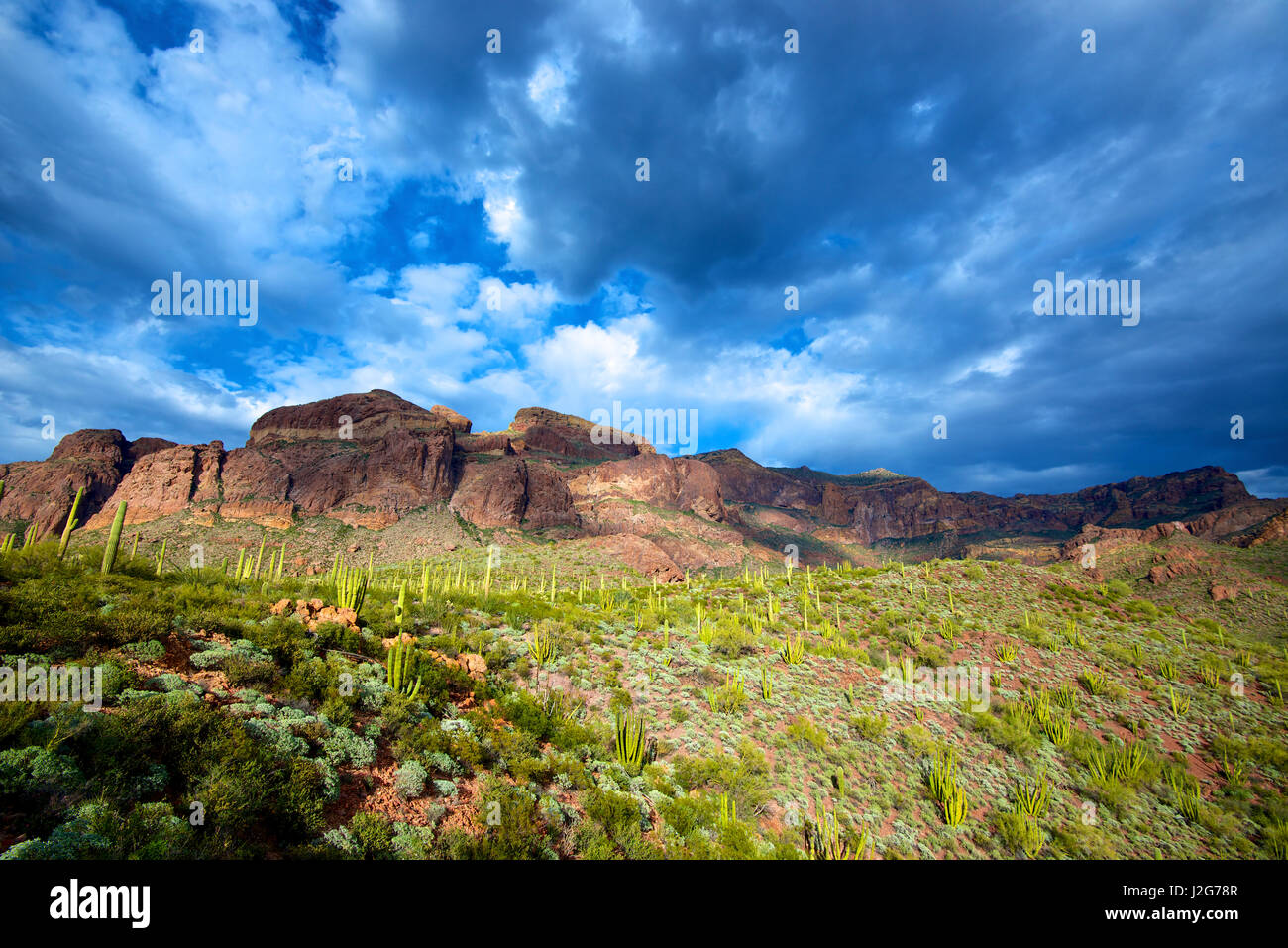 Organ pipe national forest hi-res stock photography and images - Alamy