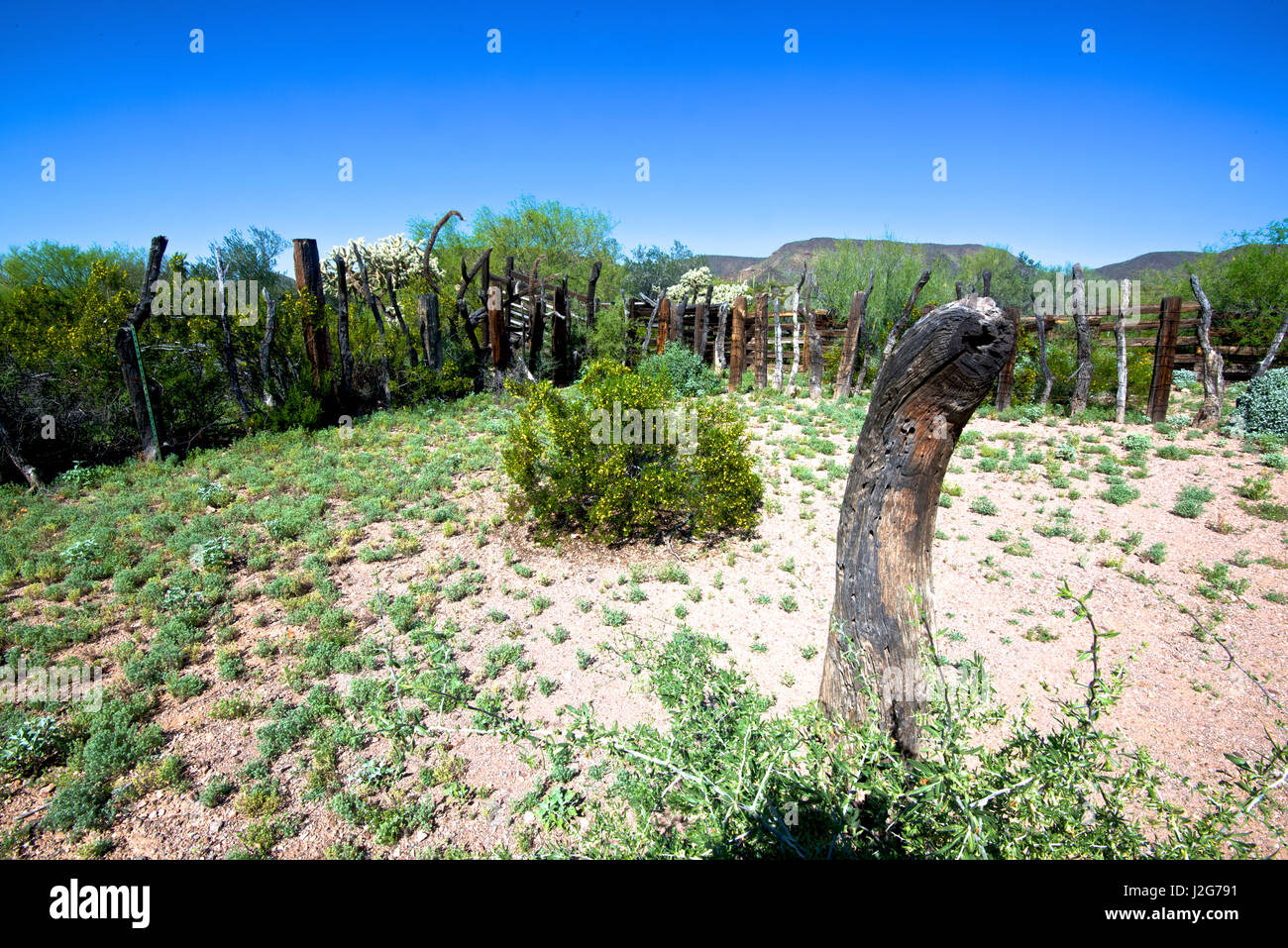 Organ Pipe Cactus National Monument, A corral snubbing post at Bonita ...