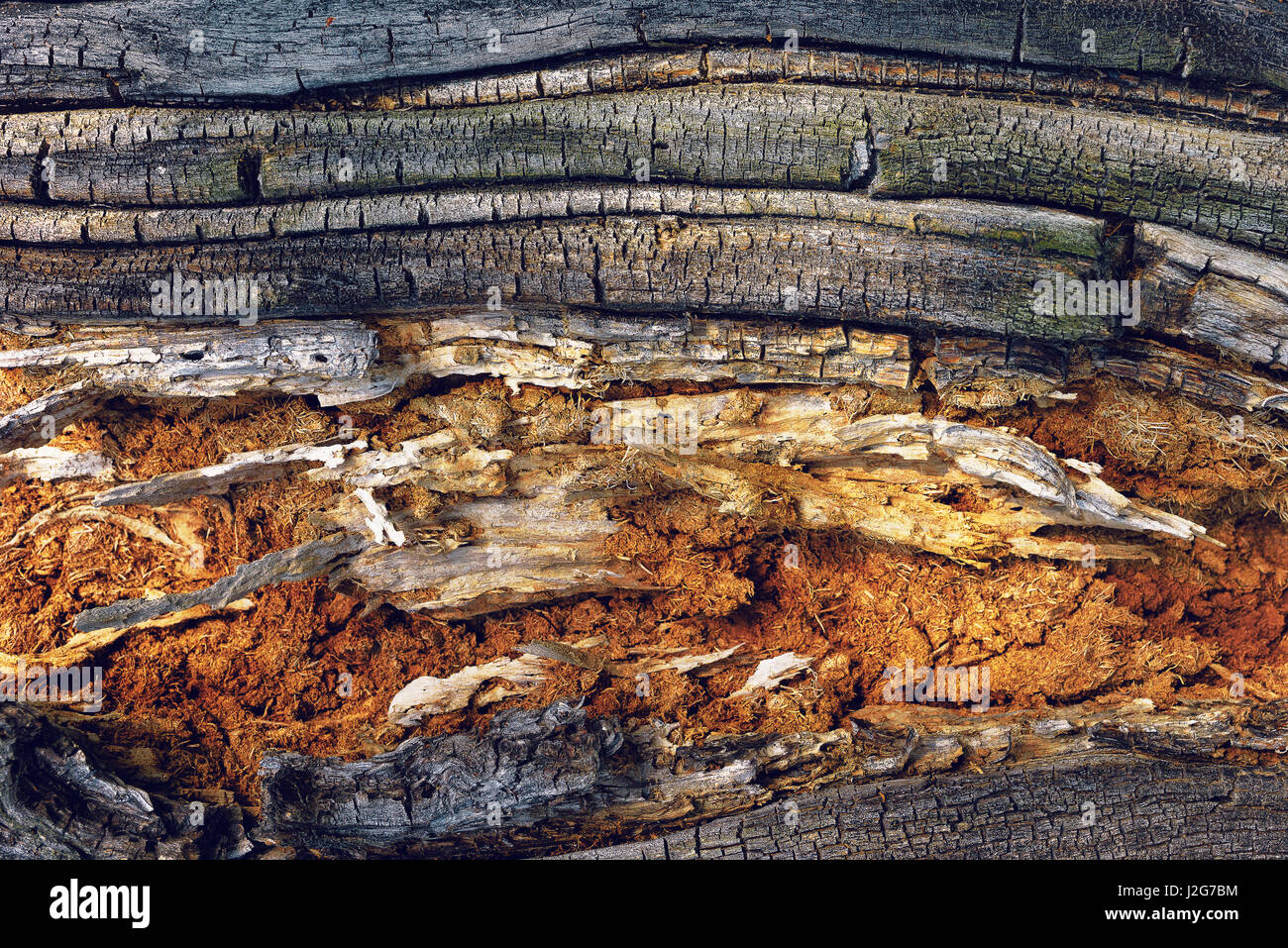 Old maple tree bark texture, abstract natural background Stock Photo ...