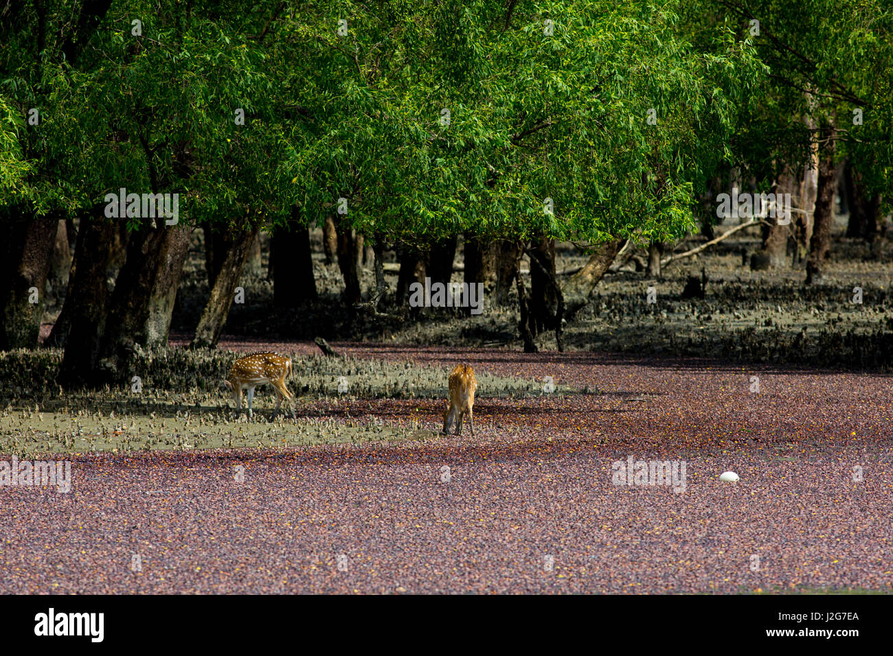 Sundari tree hi-res stock photography and images - Alamy