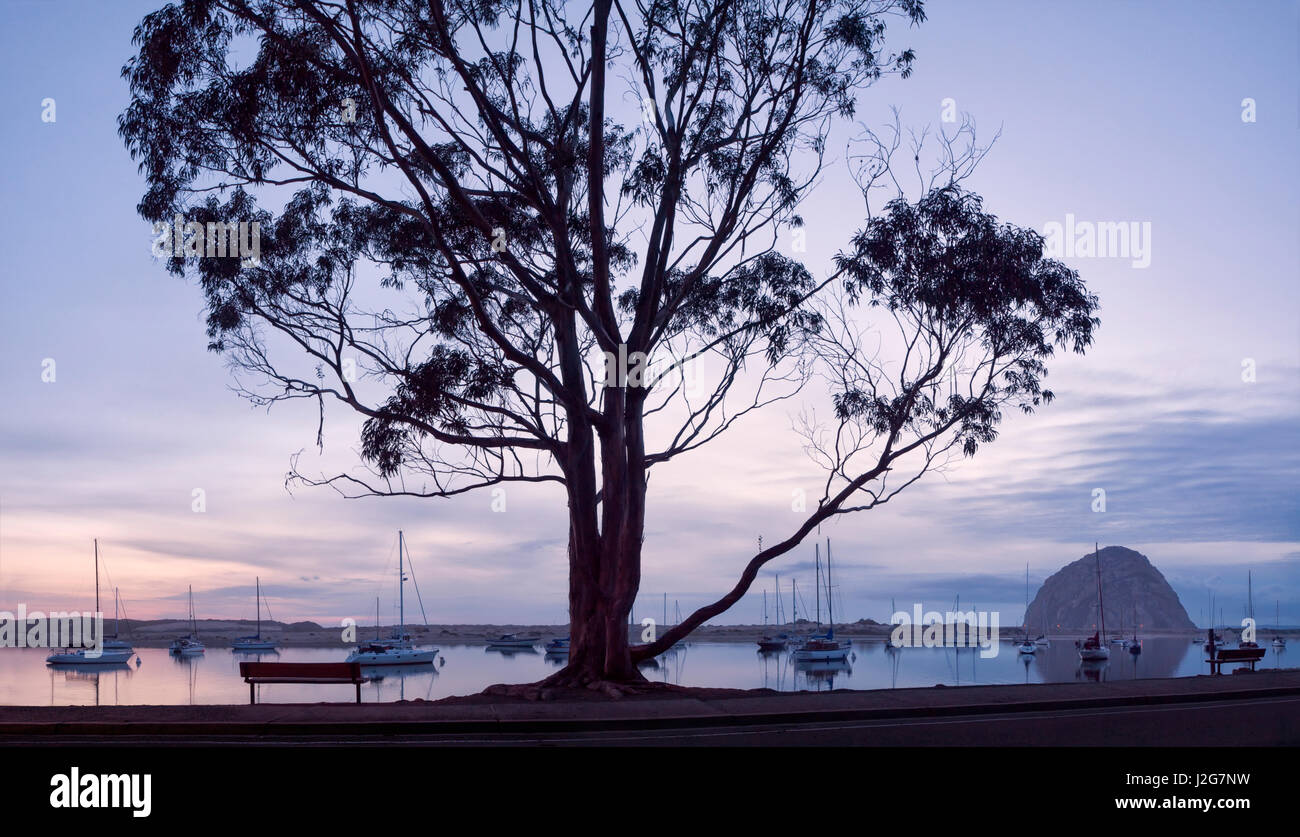 USA, California, Panoramic view of eucalyptus tree and Morro Rock at ...
