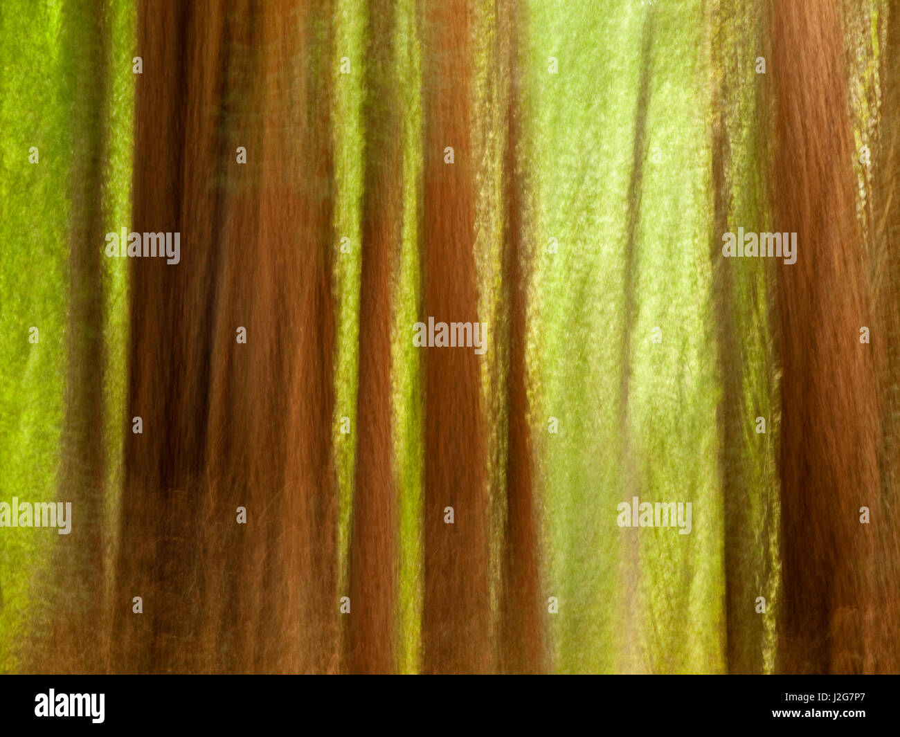 USA, California, Big Sur, Abstract of redwood trees at Big Sur Pfeiffer ...