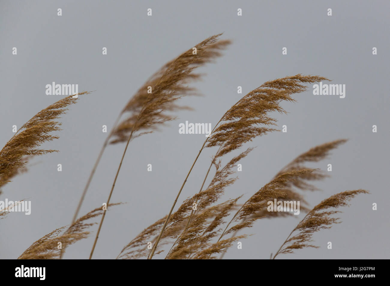 Ears nature hi-res stock photography and images - Alamy