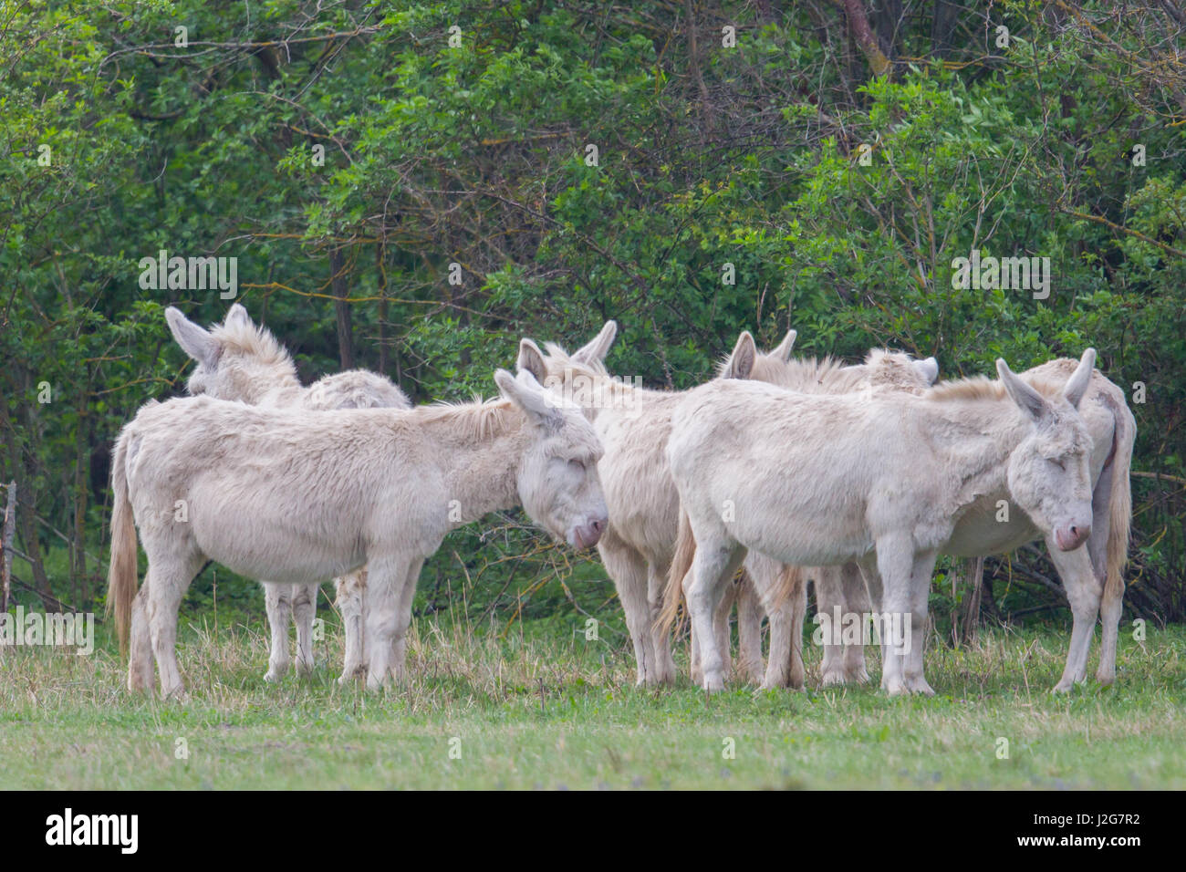White donkeys hi-res stock photography and images - Alamy