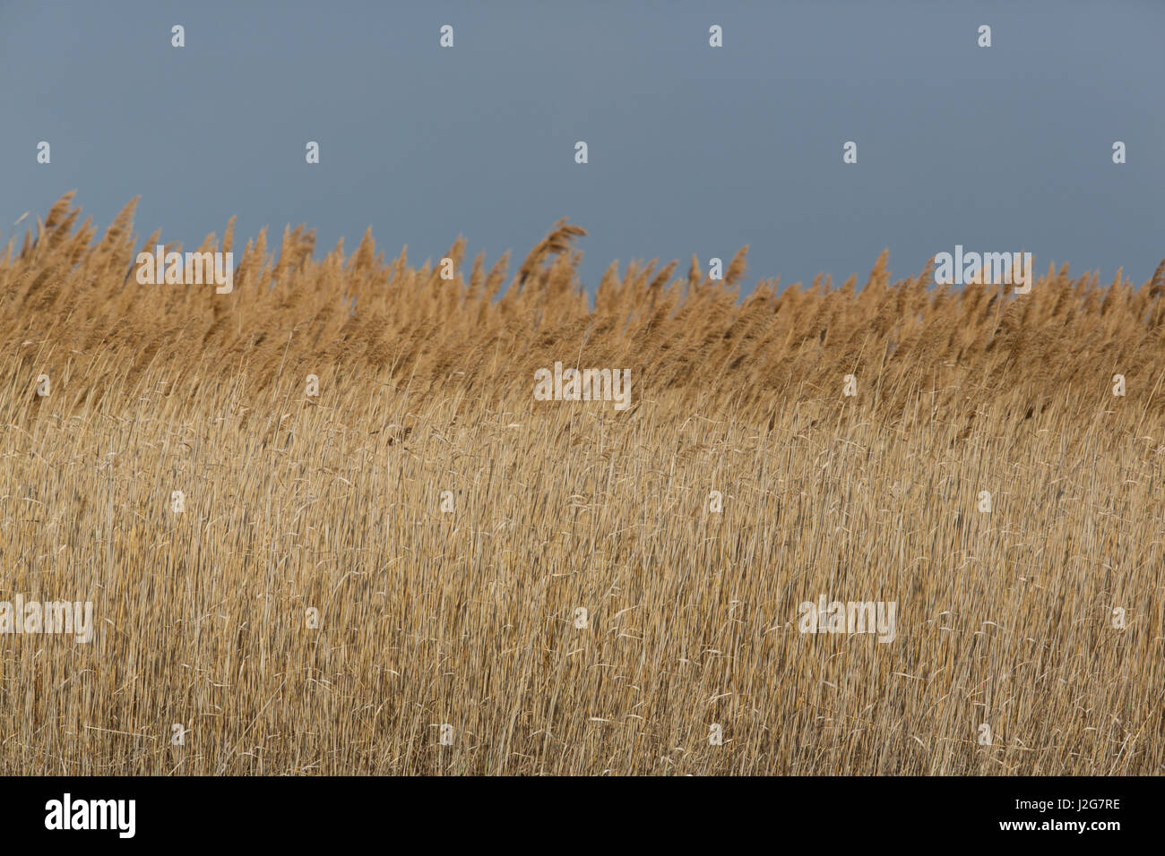 close view of natural reed belt with sky Stock Photo - Alamy