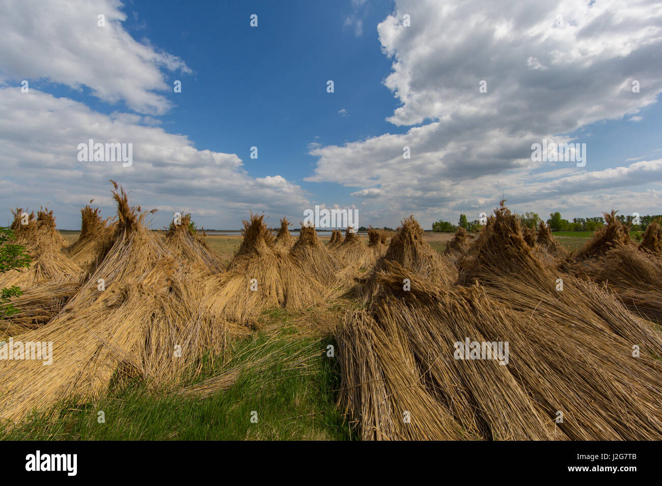 bundles of natural reed for drying with blue sky and clouds Stock Photo ...