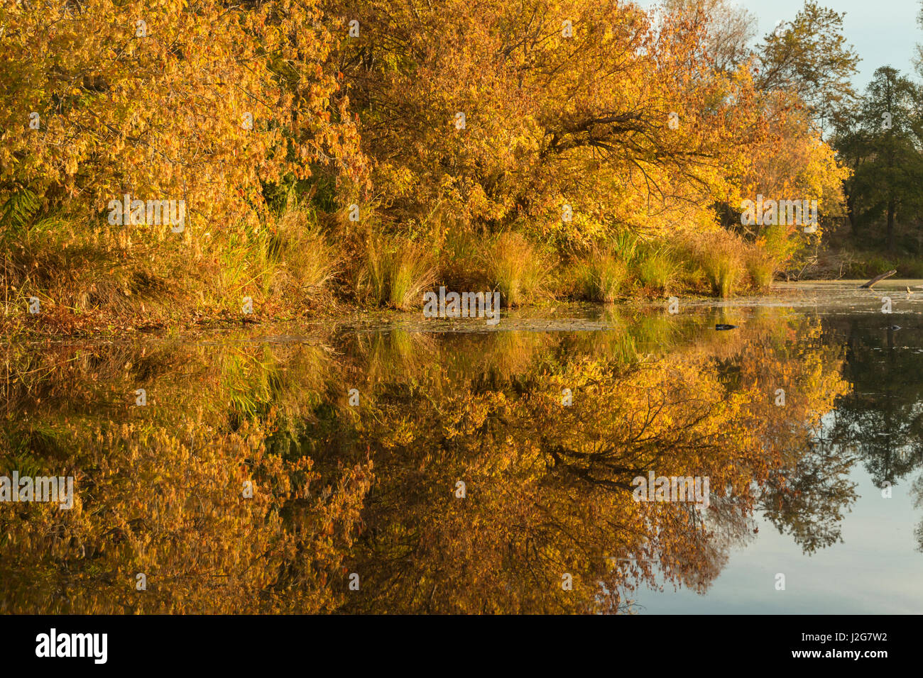 Morning view of American River shoreline and reflection of fall colors ...