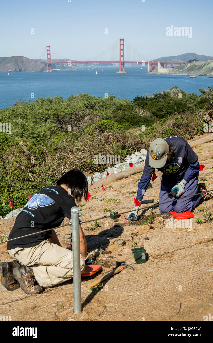 USA, California, San Francisco Bay shoreline restoration of native ...