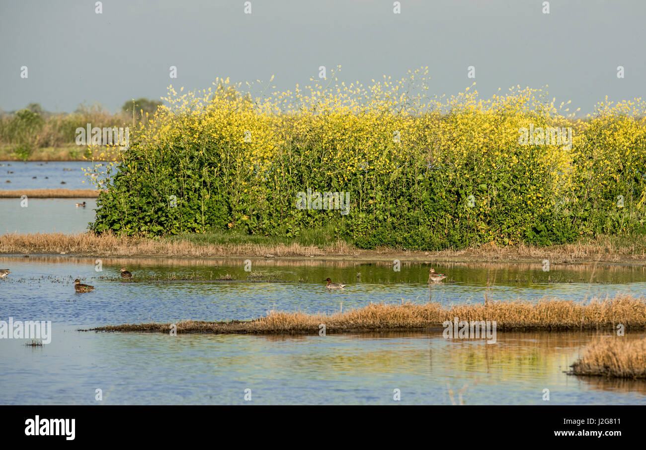 USA, California, Central Valley, San Joaquin River Valley, San Luis ...