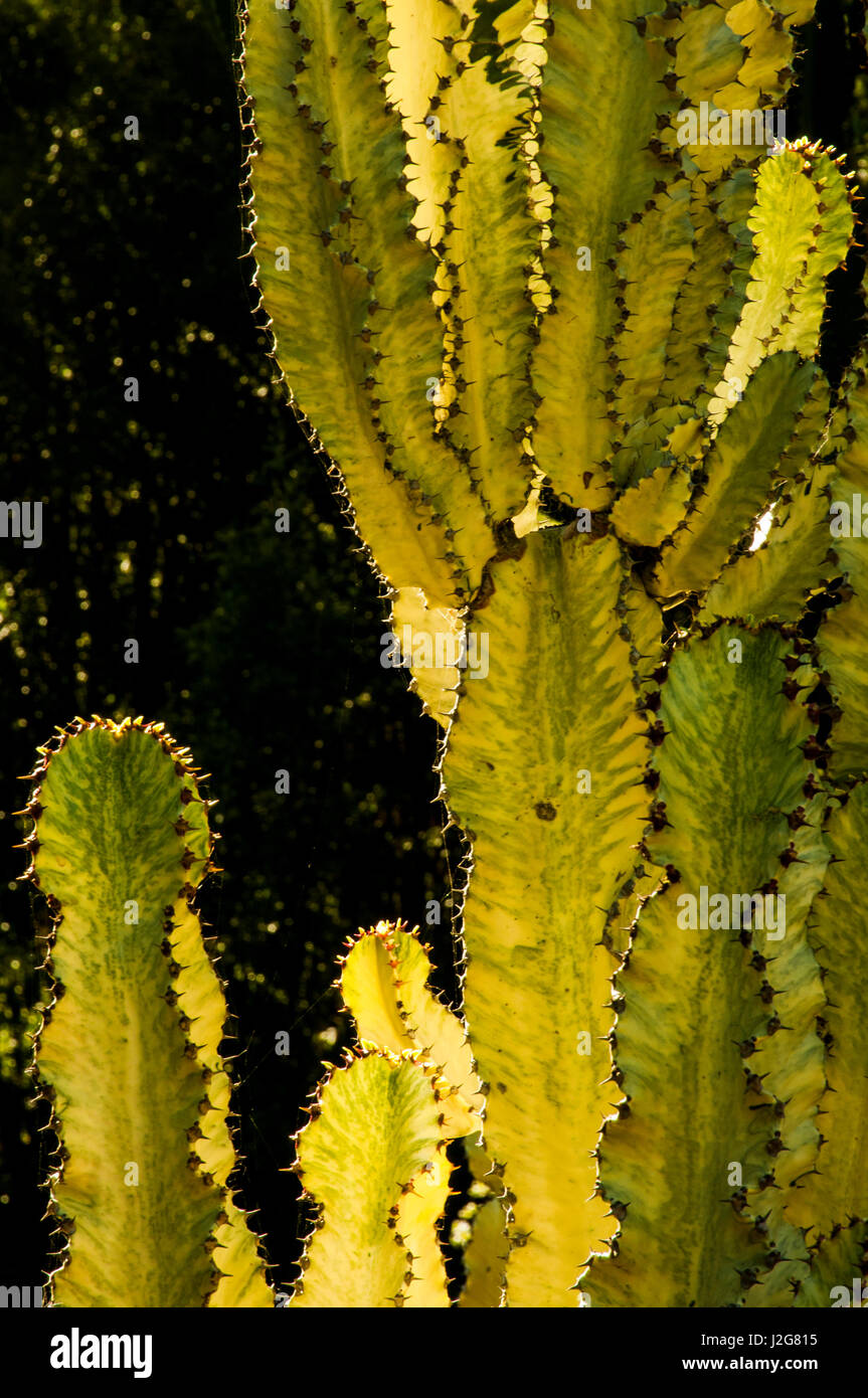 USA California, Santa Barbara, Montecito, euphorbia with spiny margins ...
