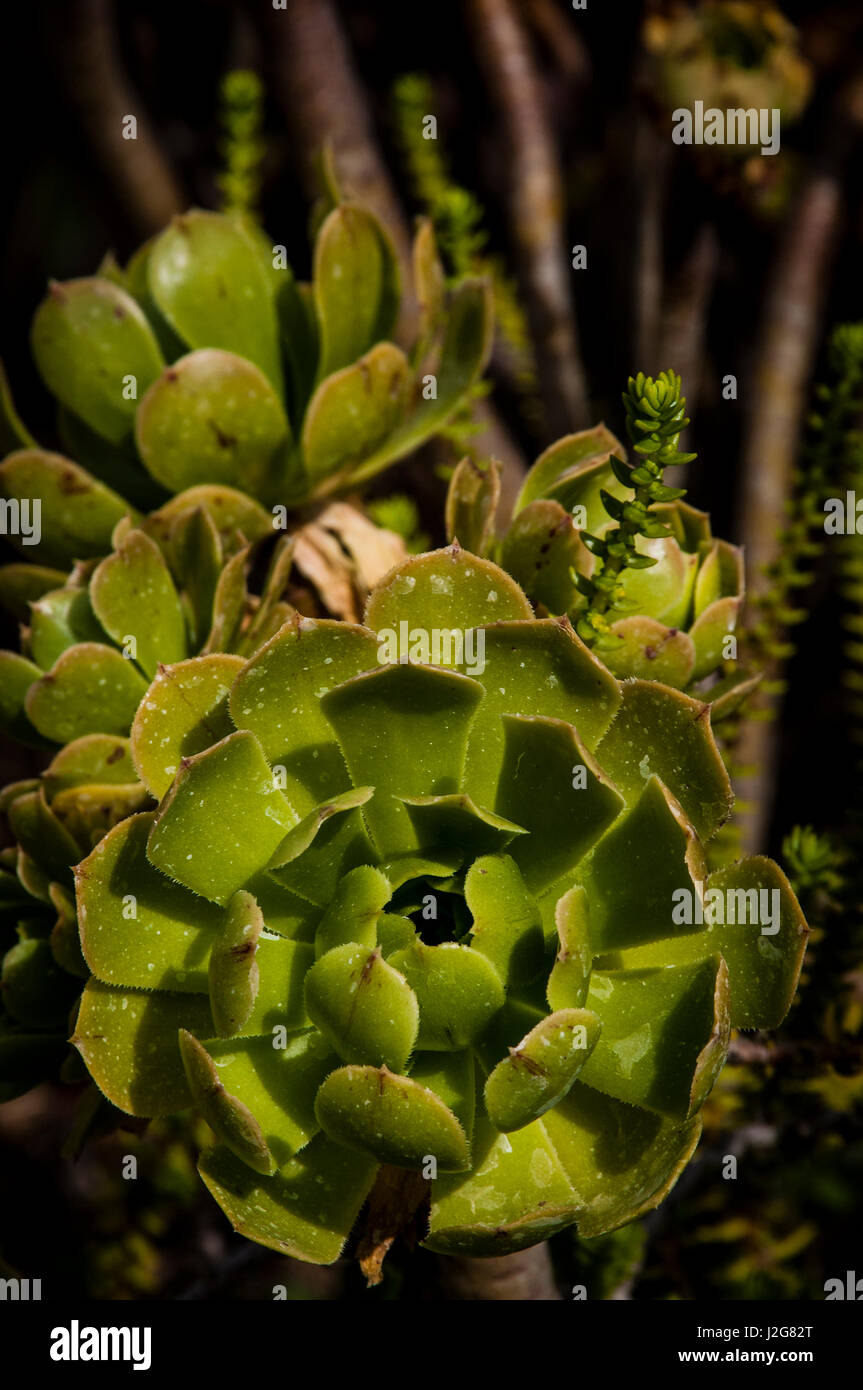 USA California, Santa Barbara, Upper Toro Canyon garden, succulent ...