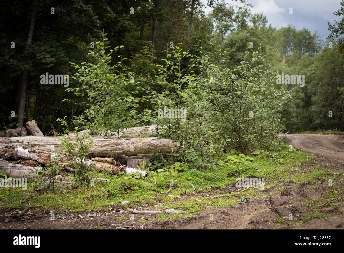 deforestation forests before building new city region Stock Photo - Alamy