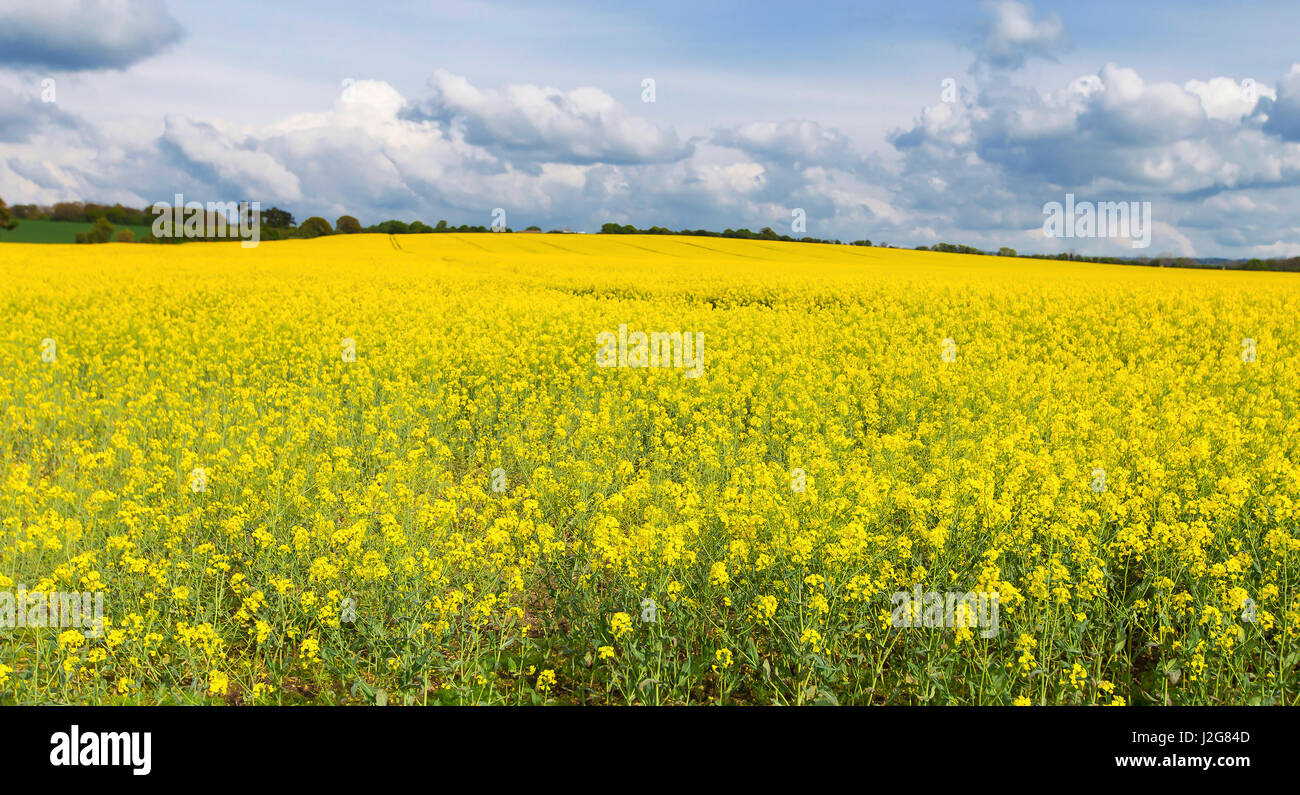 Perfect sunny summer landscape summer day clouds Stock Photo - Alamy