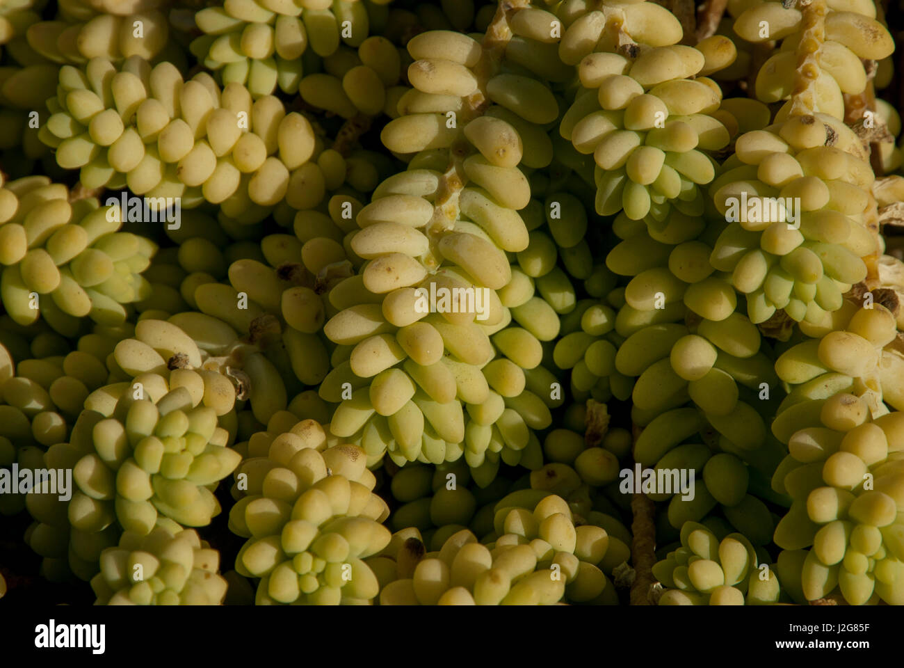 California, Santa Barbara, succulent plant Stock Photo - Alamy