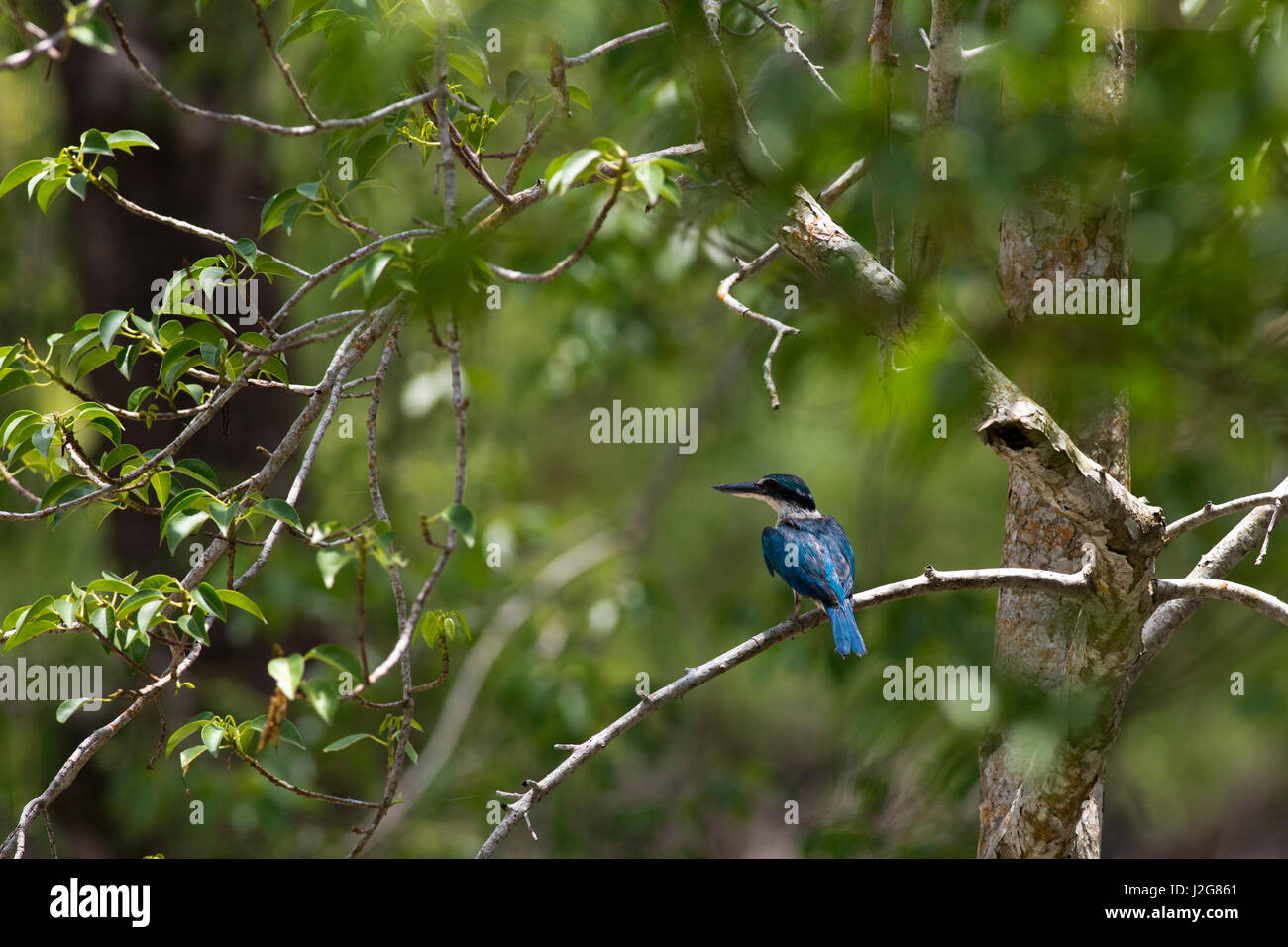 Collared kingfisher hi-res stock photography and images - Alamy