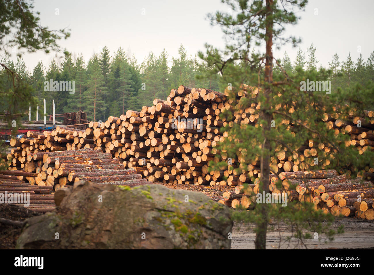 Deforestation cutted trees for construction in the forest Stock Photo ...